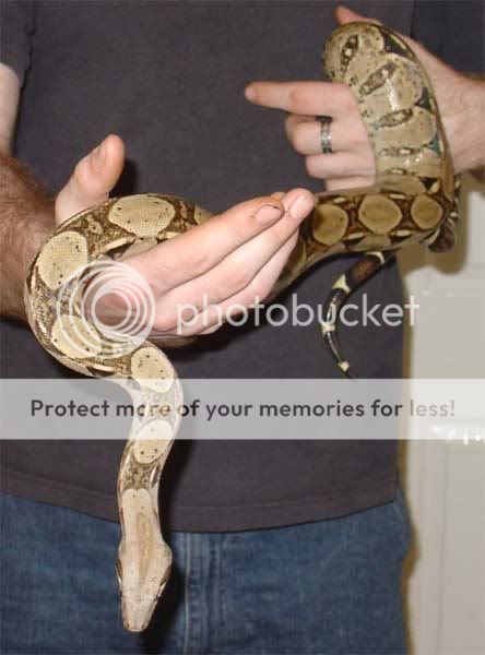 Some of my scaley family | Reptile Forums