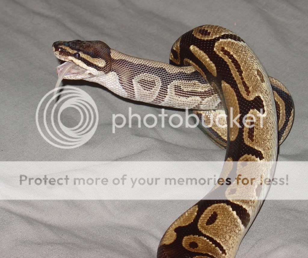 My New Royal Python - Pyro | Reptile Forums