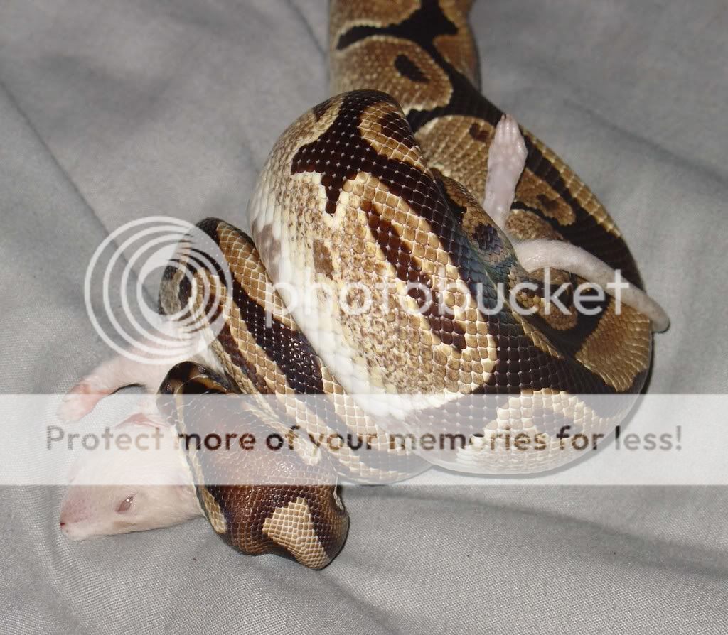 My New Royal Python - Pyro | Reptile Forums