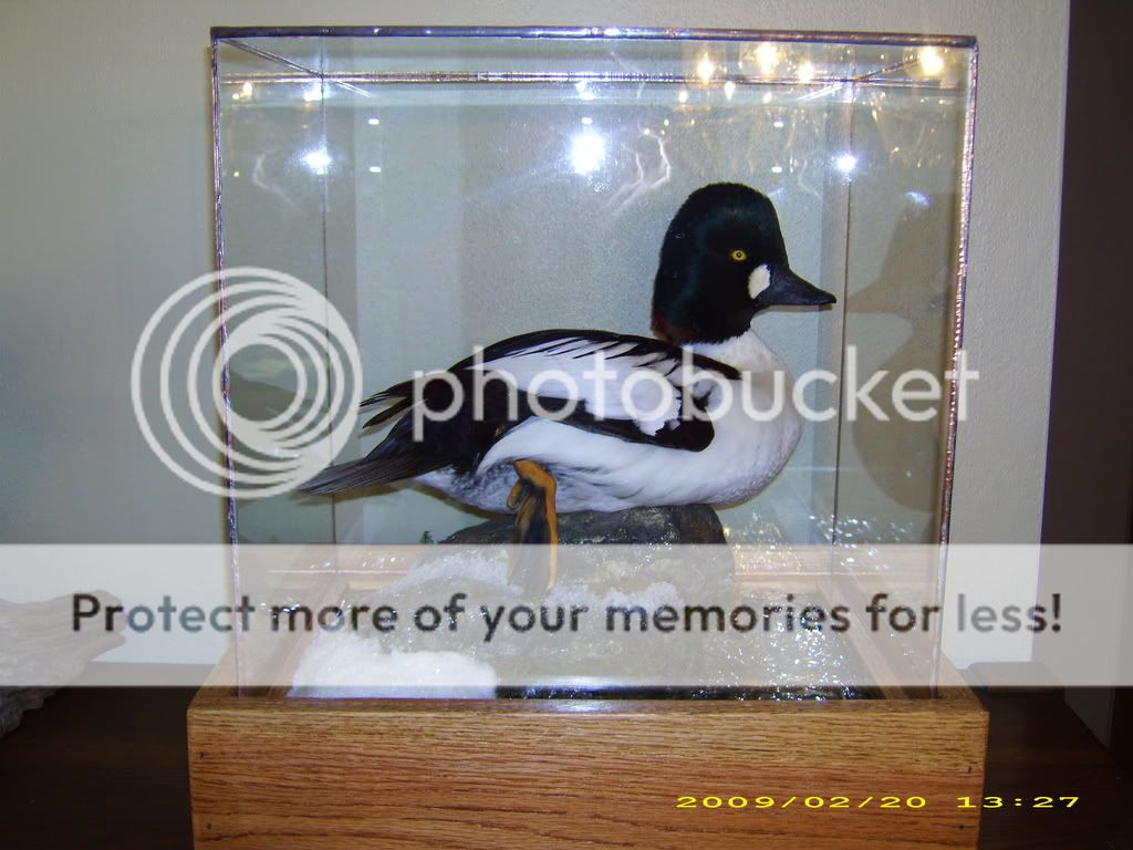 Great Goldeneye mount!!! | Duck Hunting Forum