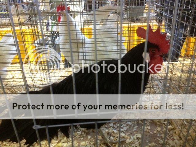 Minorca thread! | Page 29 | BackYard Chickens - Learn How to Raise Chickens