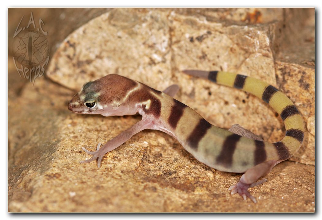 Arizona---So California July 21-31, 2010 (Lot of photos) - Field Herp Forum