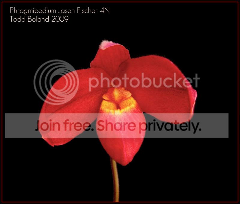 Phragmipedium Jason Fischer 4N | Slippertalk Orchid Forum