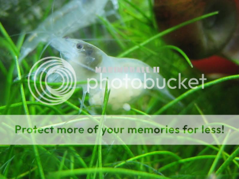 Marimo's ADA Mini S (LED) | Page 3 | The Planted Tank Forum