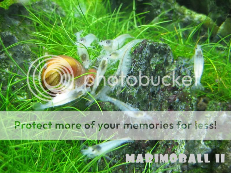 Marimo's ADA Mini S (LED) | Page 3 | The Planted Tank Forum