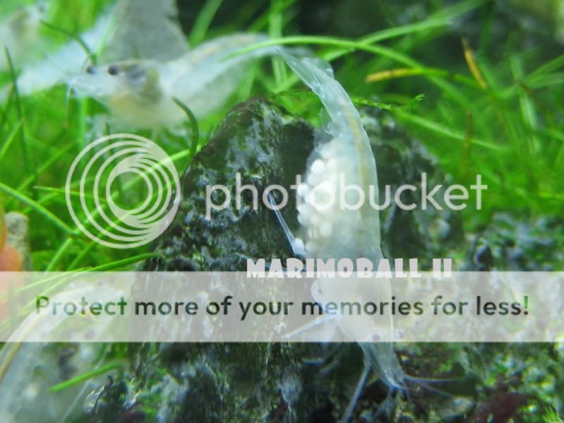 Marimo's ADA Mini S (LED) | Page 3 | The Planted Tank Forum