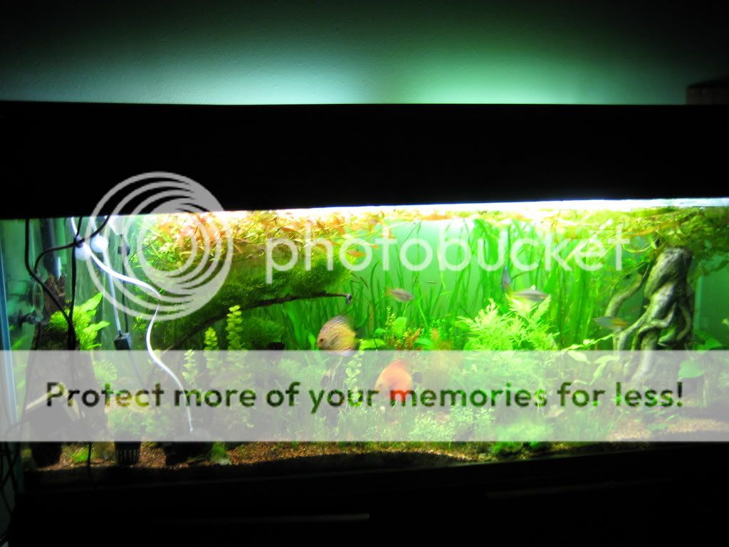 maimo's 120gal planted discus tank. | The Planted Tank Forum