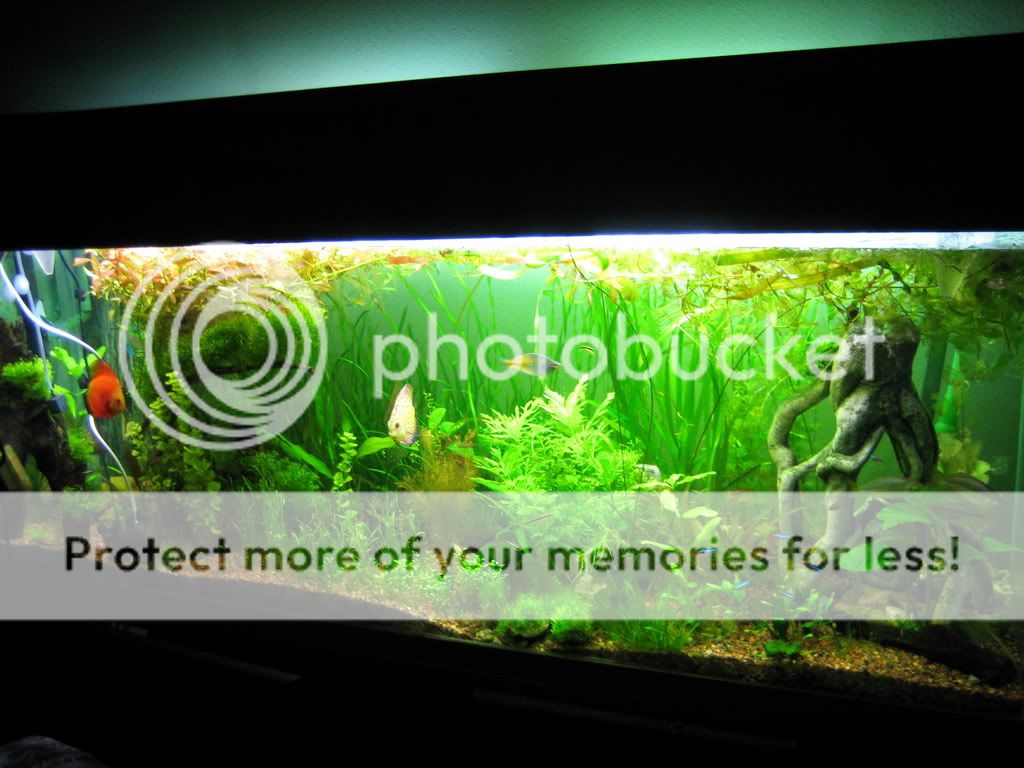 maimo's 120gal planted discus tank. | The Planted Tank Forum