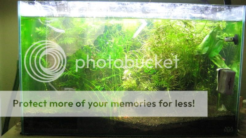 MARIMOBALL'S ADA 60P JOURNAL RESCAPE (The River Bend) | Page 3 | The ...