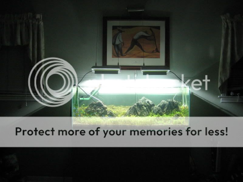 Marimoball's ADA 120p | Page 7 | The Planted Tank Forum