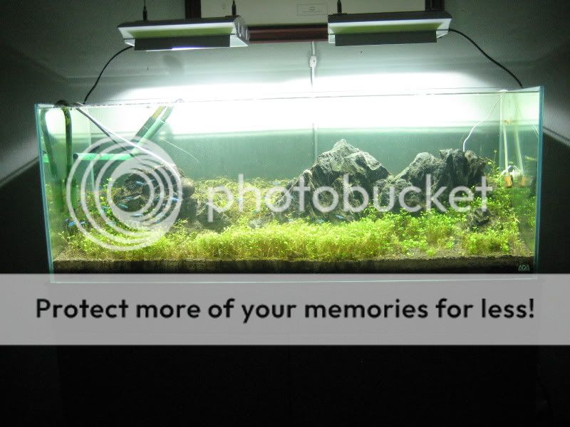 Marimoball's ADA 120p | Page 7 | The Planted Tank Forum