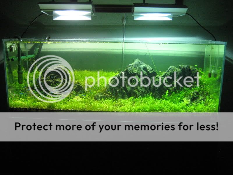 Marimoball's ADA 120p | Page 8 | The Planted Tank Forum