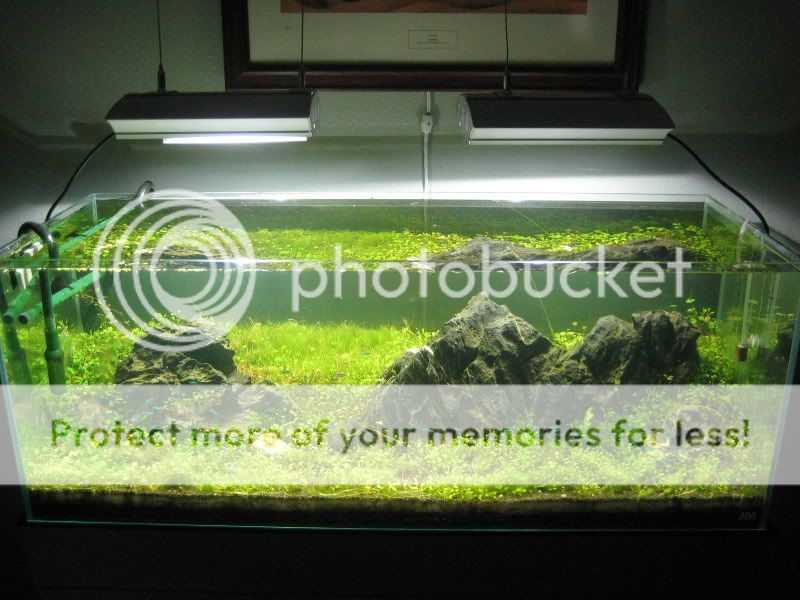 Marimoball's ADA 120p | Page 8 | The Planted Tank Forum