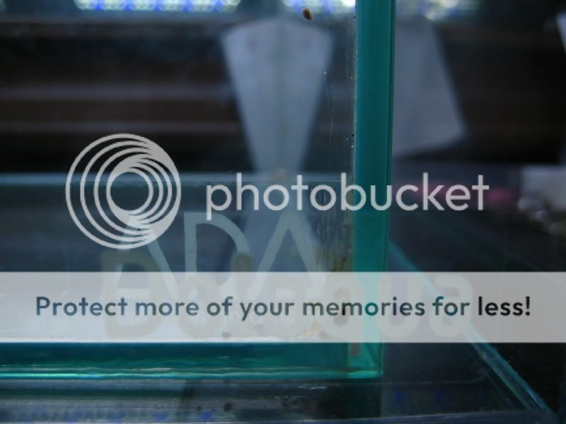 Marimo's ADA Mini S (LED) | The Planted Tank Forum