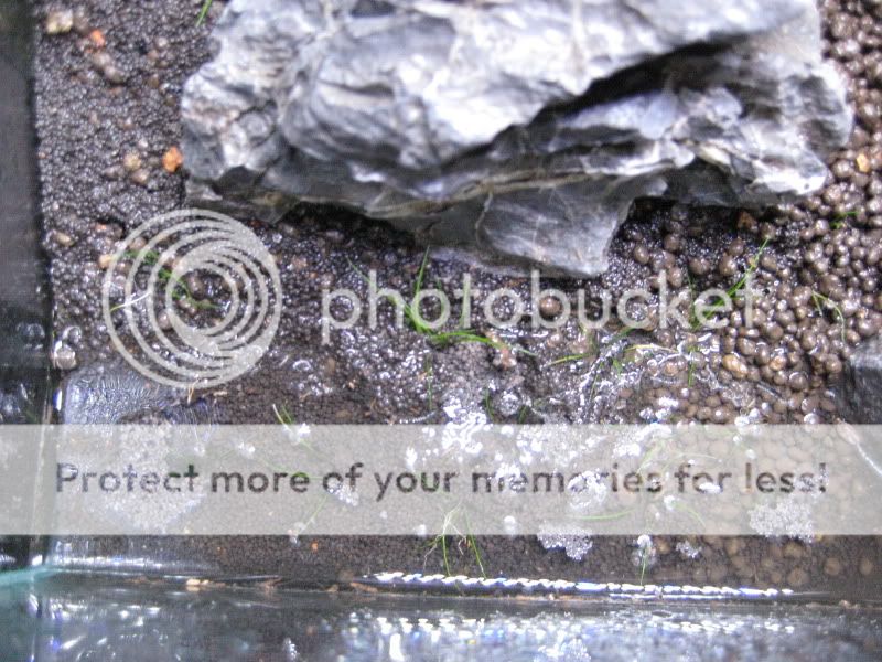 Marimo's ADA Mini S (LED) | The Planted Tank Forum