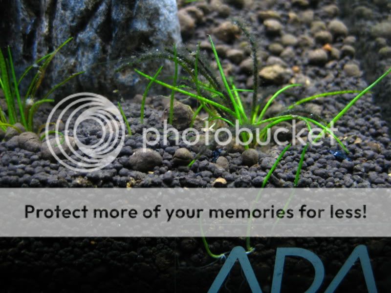 Marimo's ADA Mini S (LED) | The Planted Tank Forum