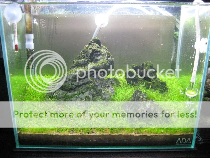 Marimo's ADA Mini S (LED) | The Planted Tank Forum