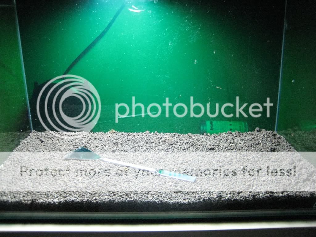 MARIMOBALL'S ADA 60P JOURNAL RESCAPE (The River Bend) | The Planted ...