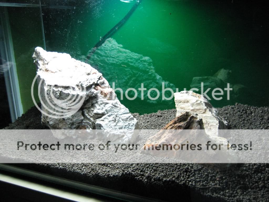 MARIMOBALL'S ADA 60P JOURNAL RESCAPE (The River Bend) | The Planted ...