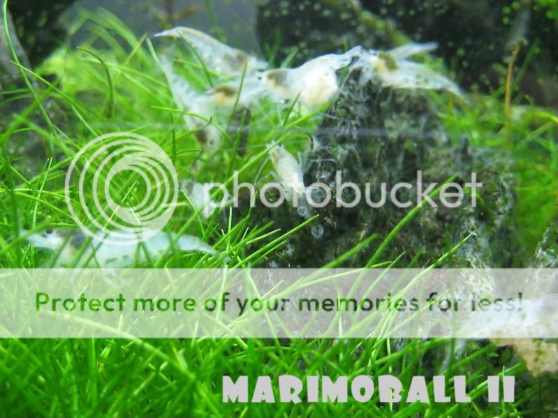 Marimo's ADA Mini S (LED) | Page 3 | The Planted Tank Forum