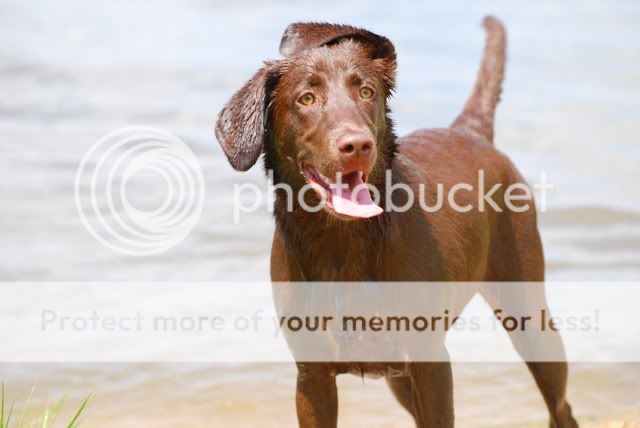 Chesador Update | Tidal Fish Forum