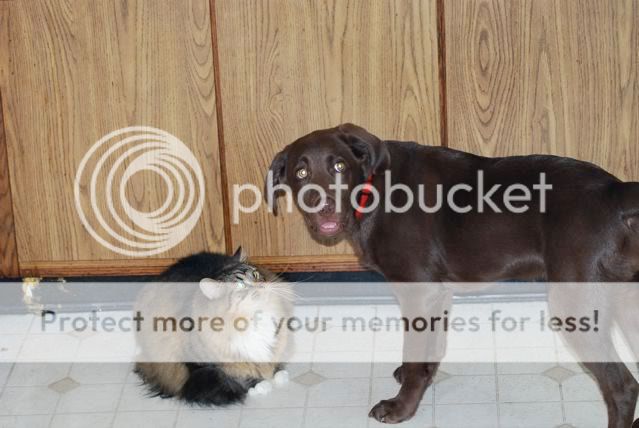 Latest Chesador Pic | Tidal Fish Forum